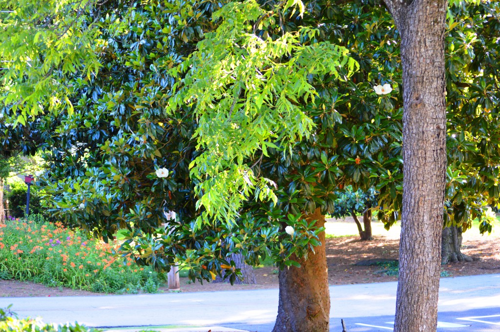 Congratulations Sarah and Shawn! - 173 Carlyle House Norcross Georgia